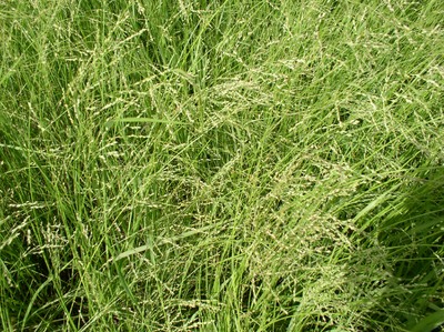 KLEINGRASS, SELECT 75