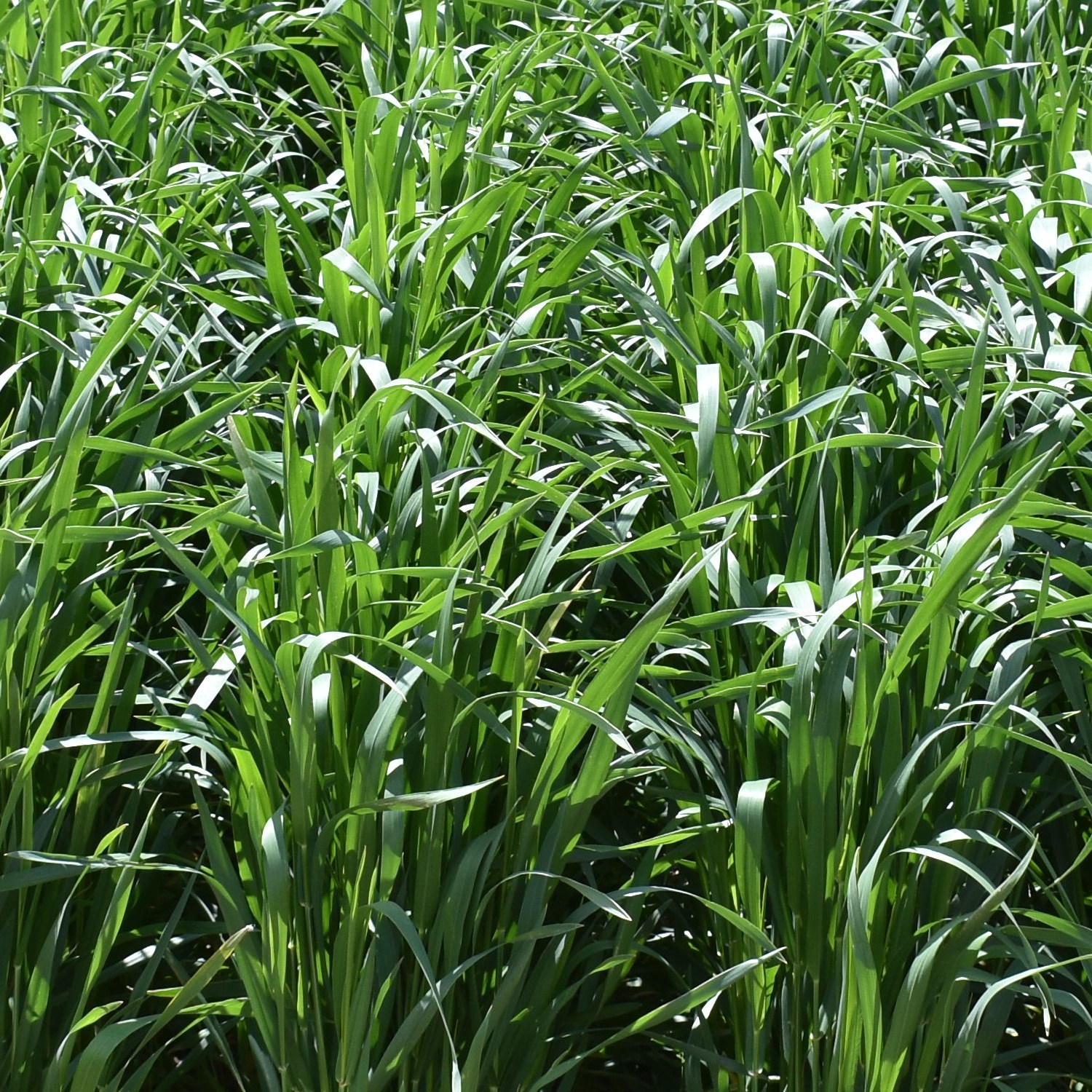 TRITICALE